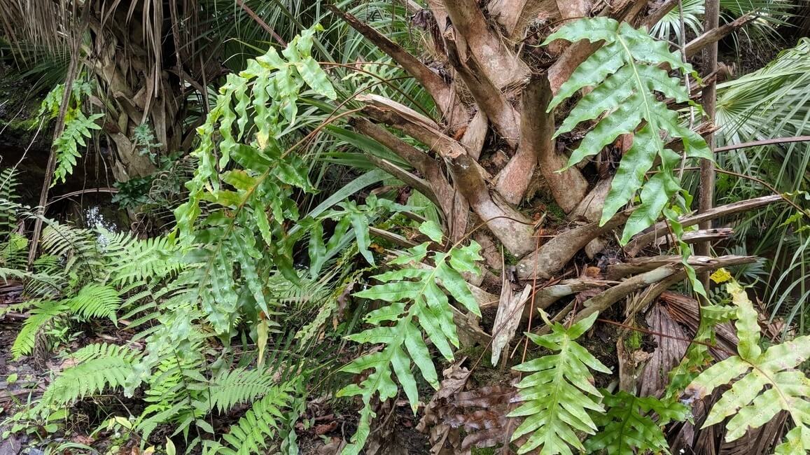 Hiking in Spring Hammock Preserve - Escape Camper Vans