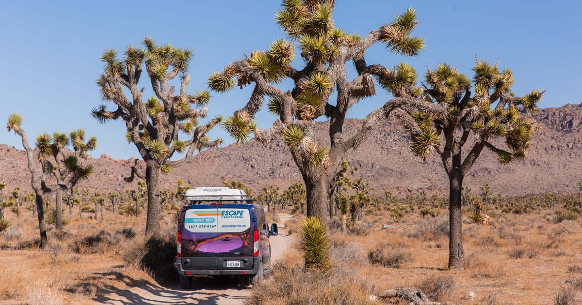 Joshua Tree National Park Guide | Escape Camper Vans